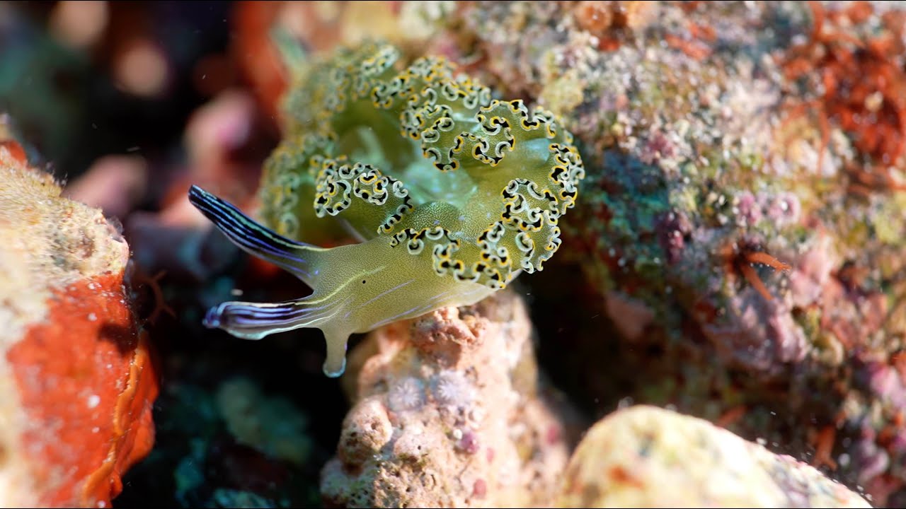 “Solar Powered” Sea Slug – MEXICAN DANCER – 4K UHD – Sony A7S III – by ...