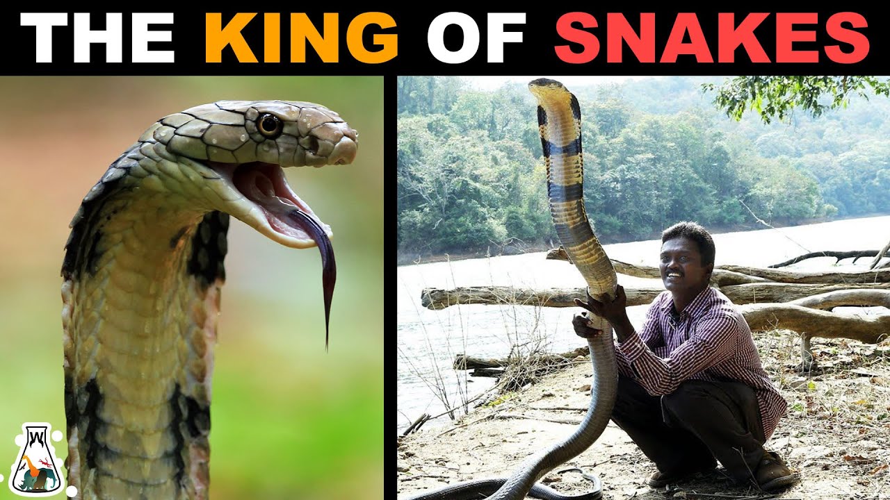 Why are King Cobras so Powerful? - YouTube