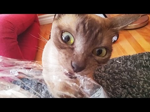 WEIRD CAT FACE, HOMEMADE FALAFEL, HUGE EASTER GIFT - YouTube