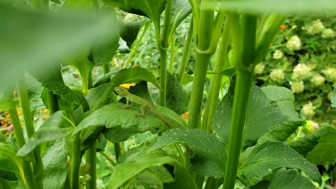 A green anole baby lizard visits my dahlias - YouTube