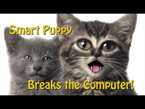 Smart Puppy Breaks The Computer! - YouTube