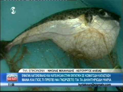 Έφαγαν λαγοκέφαλο και κατέληξαν στην εντατική σε κωματώδη κατάσταση ...
