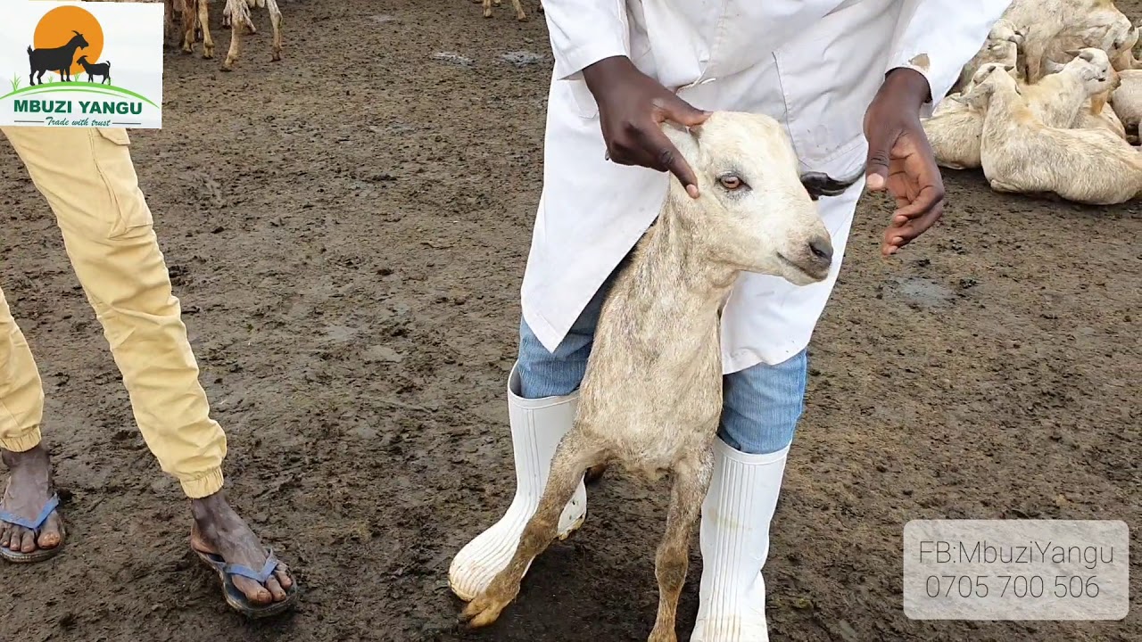 Characteristics of pure galla goat - YouTube