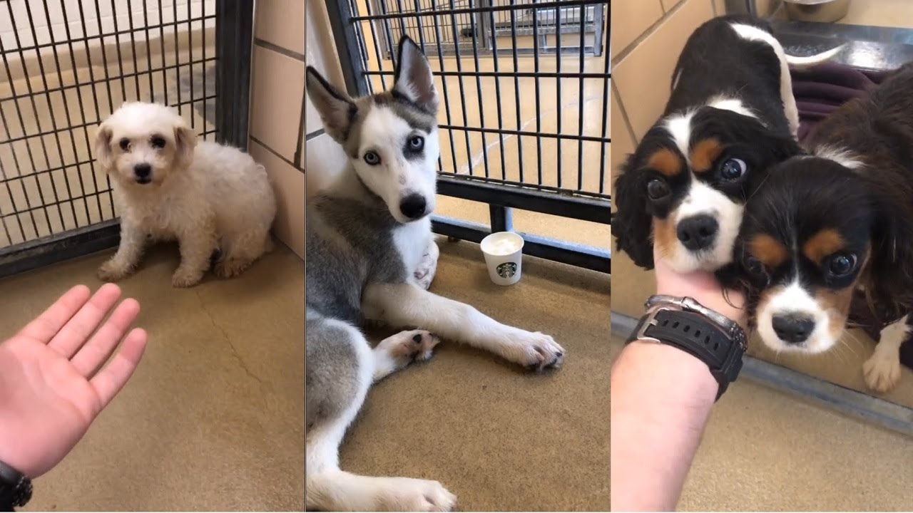 Rescuing and Adopting Dogs 13 - YouTube
