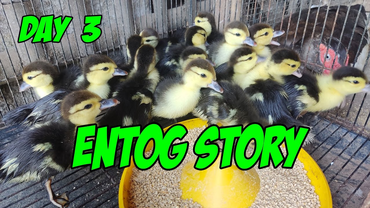 Entog Story Day 3 - YouTube