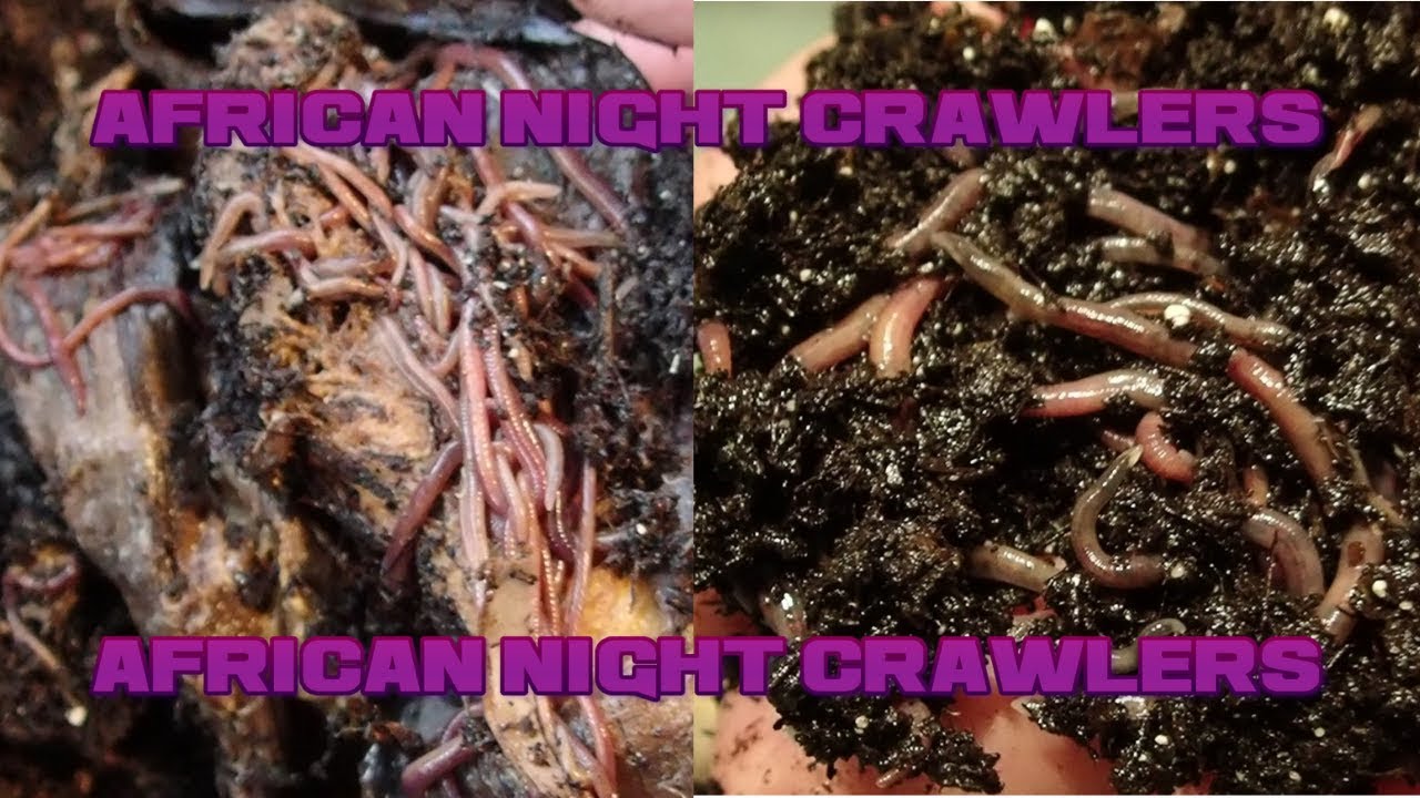 African Night Crawlers 7-4-19 - YouTube