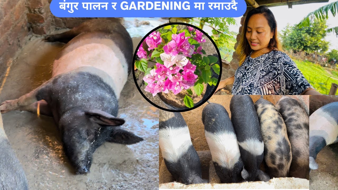 नेपालमा बंगुर पालन,🐖Pig raising in Nepal/ Bogunveliya flower trimming ...