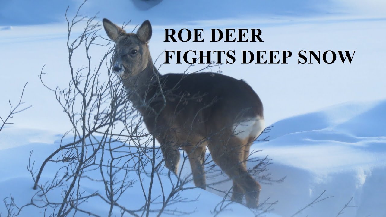 Rådyr i dyp snø/Reh tier im tiefschnee/Roe deer fights deep snow - YouTube