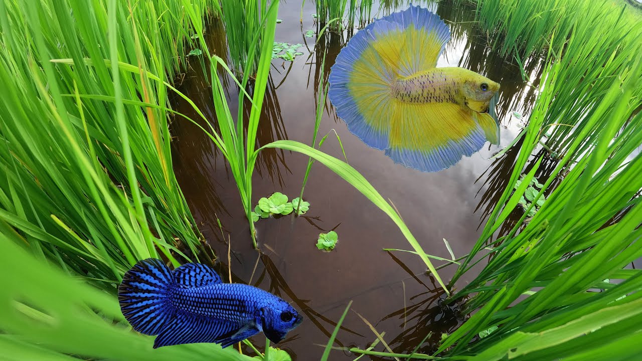 Amazing Finding & Catching Betta Fishes Halfmoon Galaxy Fish - YouTube