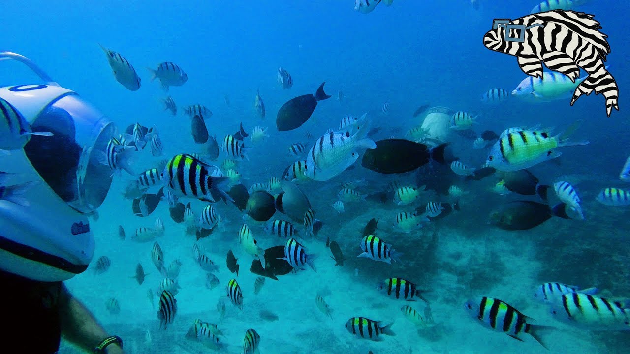 HAND FEEDING REEF FISH UNDERWATER IN THE OCEAN!! - YouTube