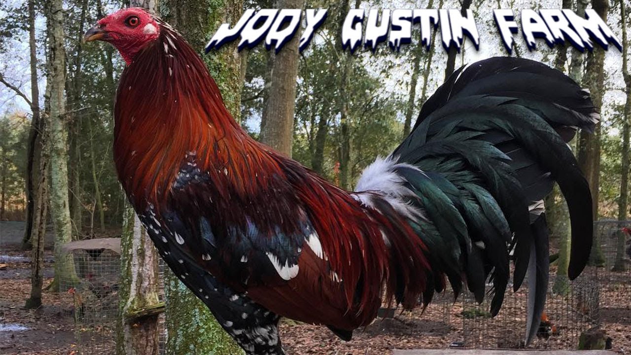 Jody Gustin Farm Visit Part 2 - YouTube