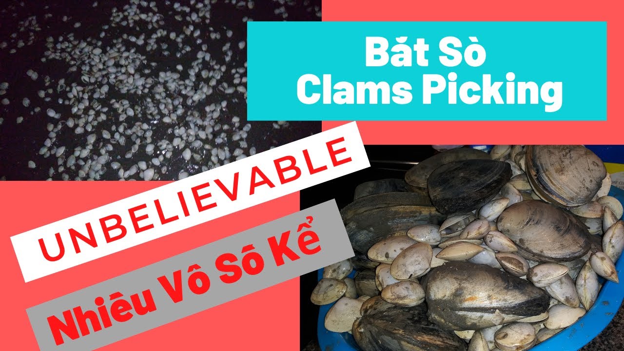 Clams Picking! Let Go Everyone - YouTube