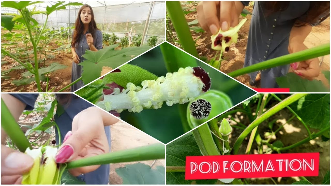 Crossing techniques in Okra/Bhindi || Flower parts🌼 || Heterosis part-1 ...
