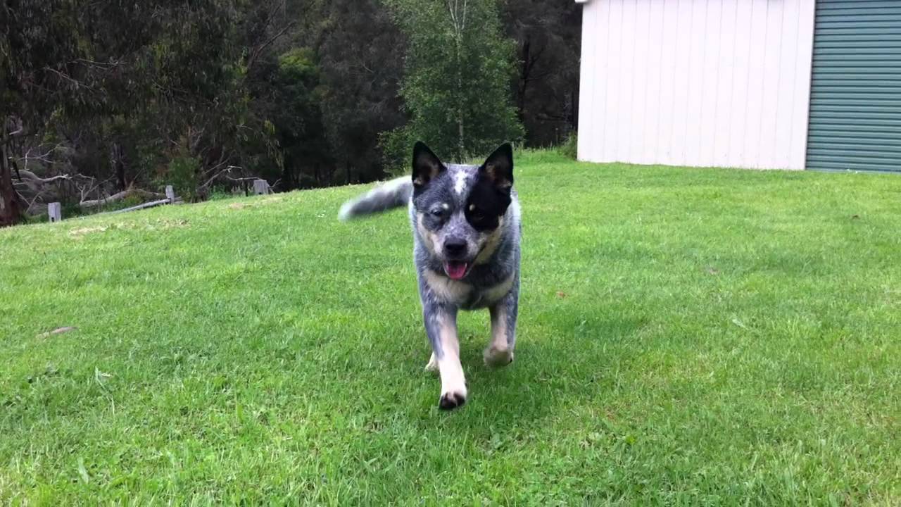 Aussie cattle dog blue red heeler pup puppy canine Australian - YouTube