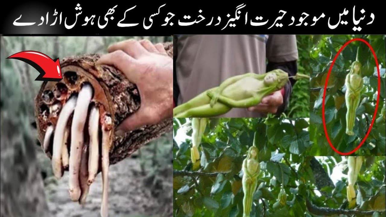 Top 8 most unusual trees in the world | unique trees in the world ...