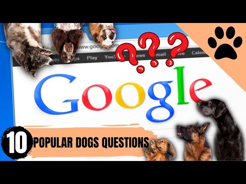 The Top 10 Dog-Related Google Searches [Upd. 2 days ago]