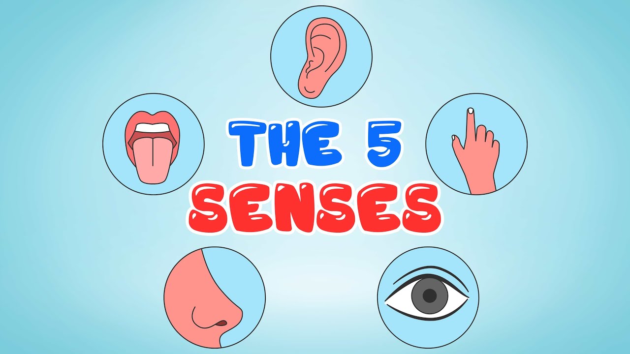 Discover the Five Senses | Fun Learning Video for Kids - YouTube