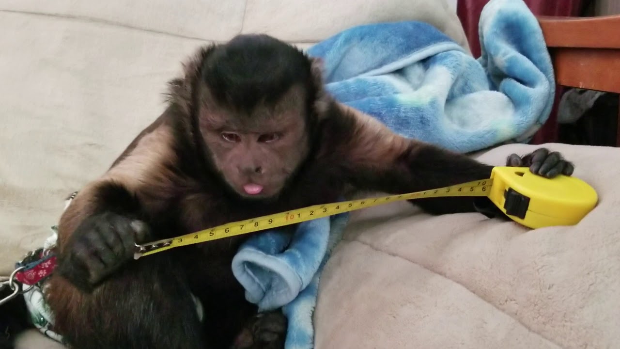 Monkey With a Measuring Tape - YouTube