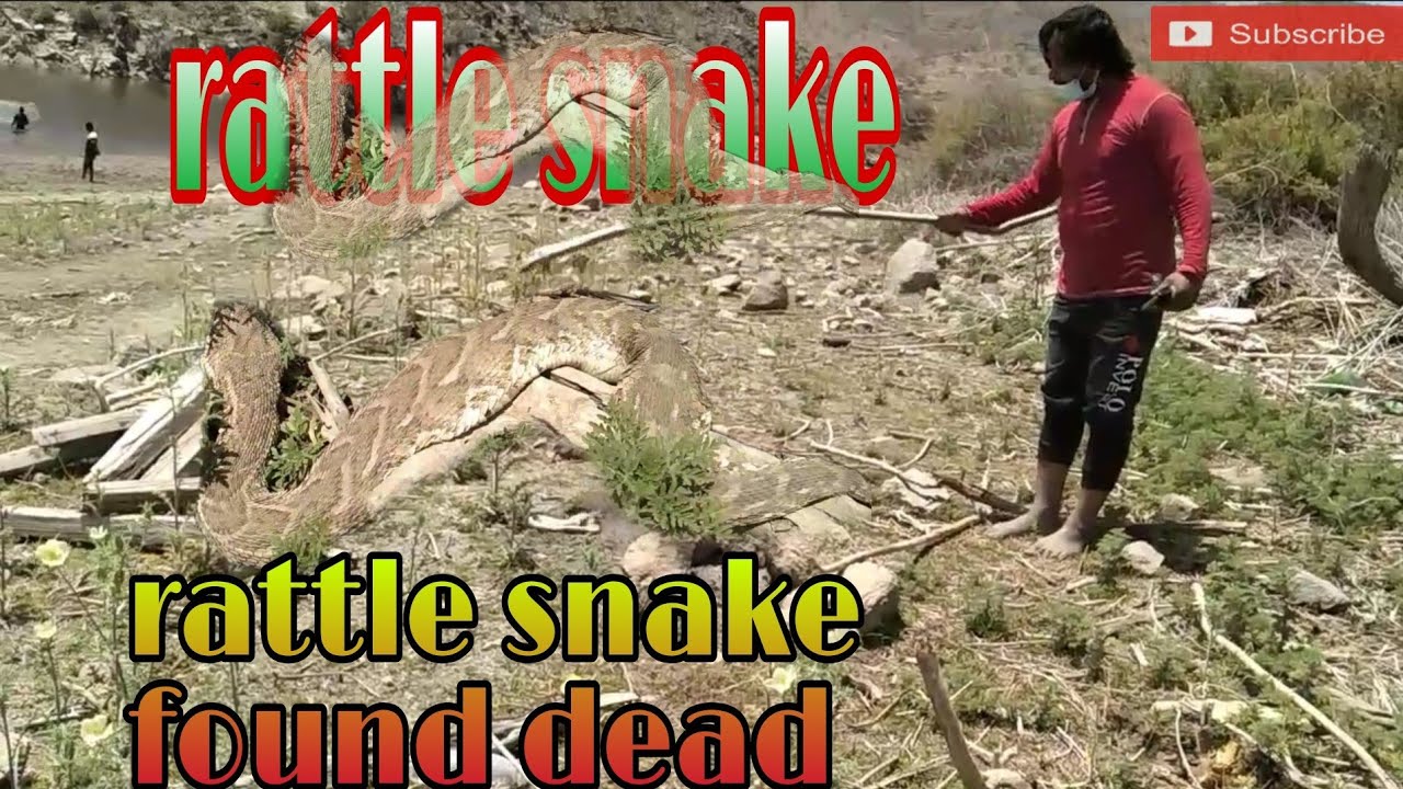 Dead venomous rattle snake found in the lake - YouTube