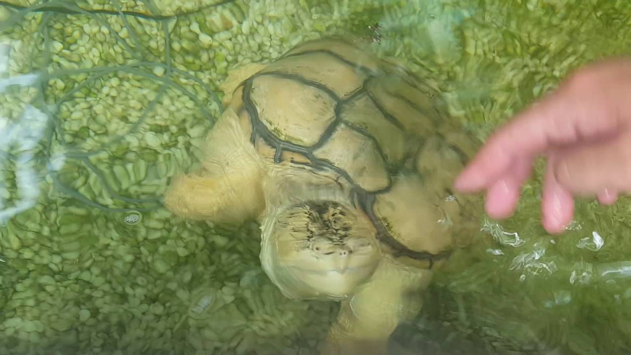 Hypo snapping turtle - YouTube