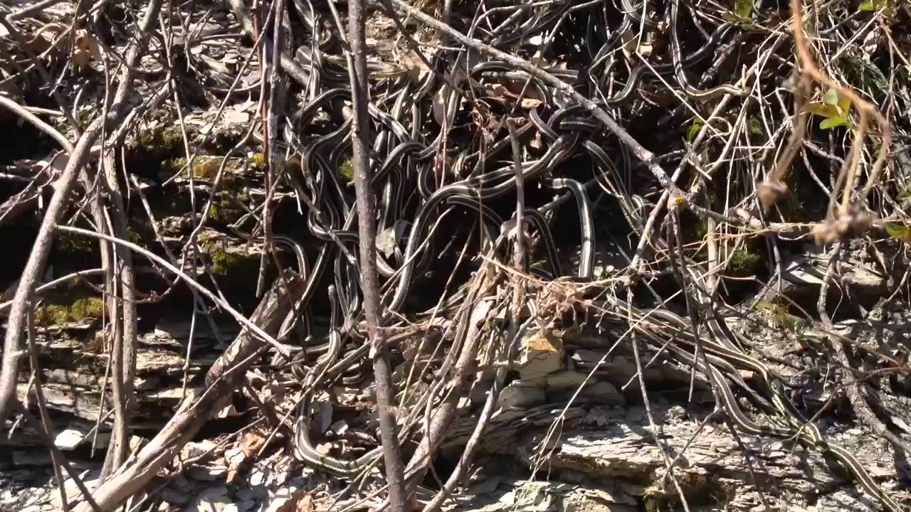 Snake hibernacula - YouTube