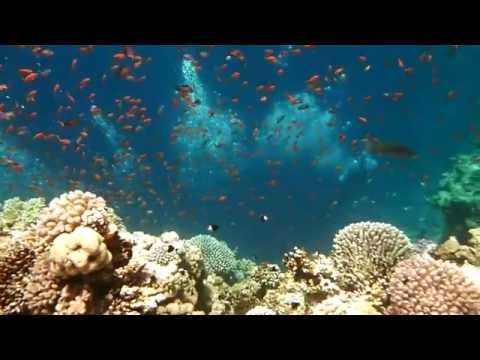 Dahab freediving and reefs 2011