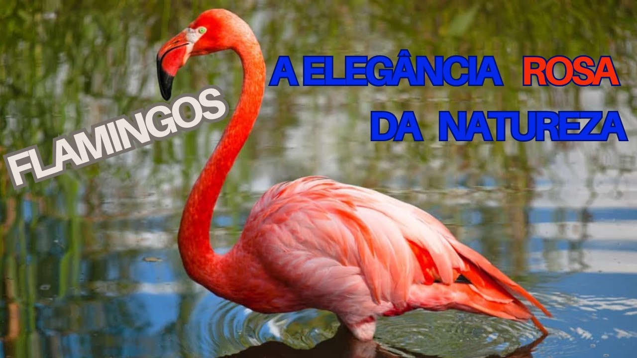 FLAMINGO - Relax, Meditation, Stress Relief and Anxiety #58 - YouTube