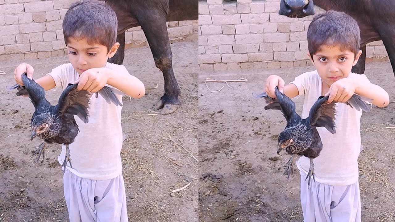 Hen black color Hindi Moral Stories For Kids | new chickens Sartaj Gul ...