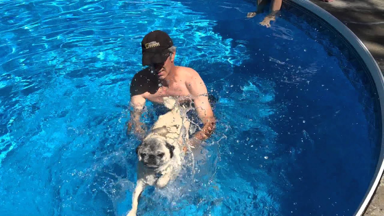 Pug in the pool - YouTube