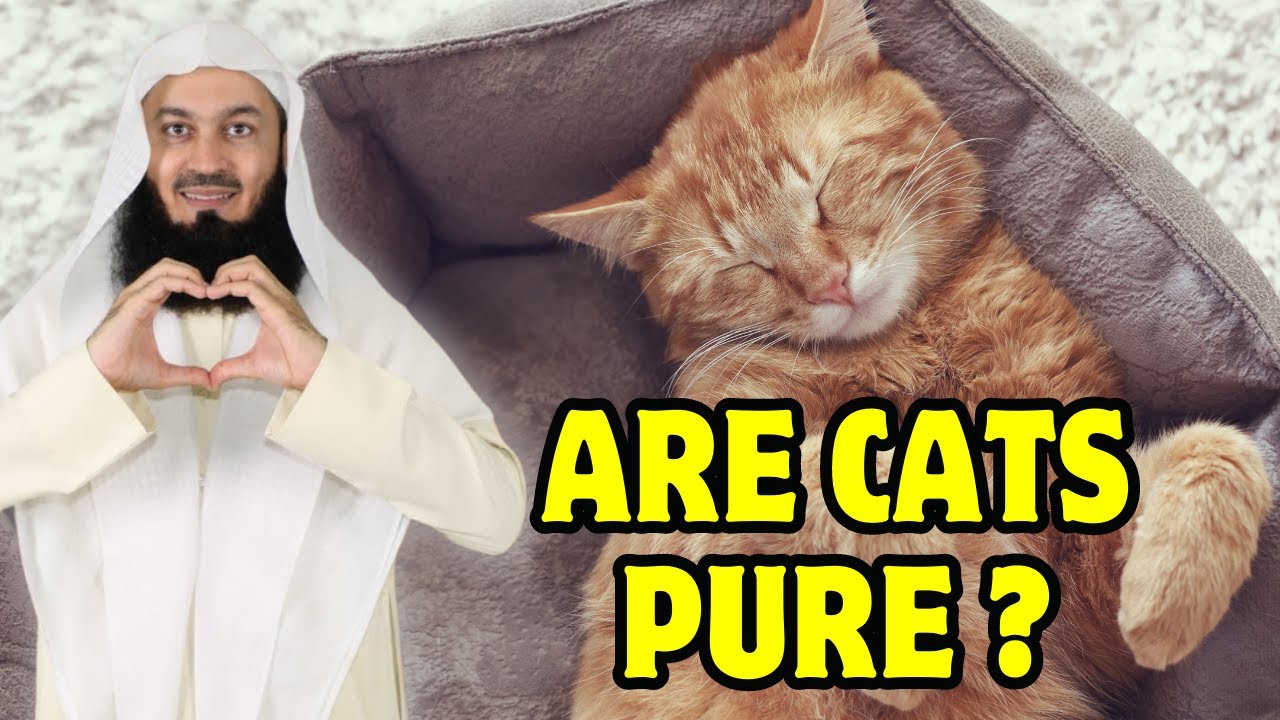 Are Cats Pure ? - Mufti Menk #muftimenk #muftimenklectures #islamic # ...
