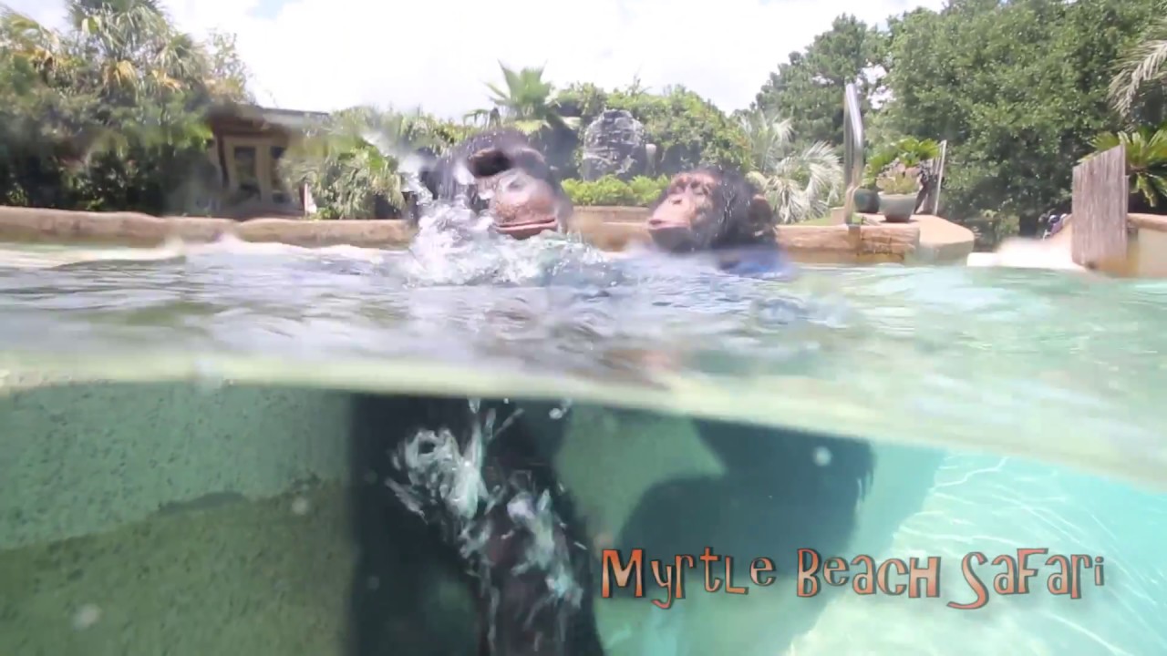 Pool Fun for Chimpanzees - Myrtle Beach Safari - YouTube