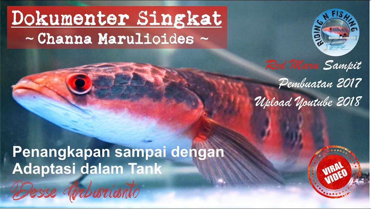 Channa Marulioides - Dokumenter singkat Red maru dari Nelayan sd Tank ...