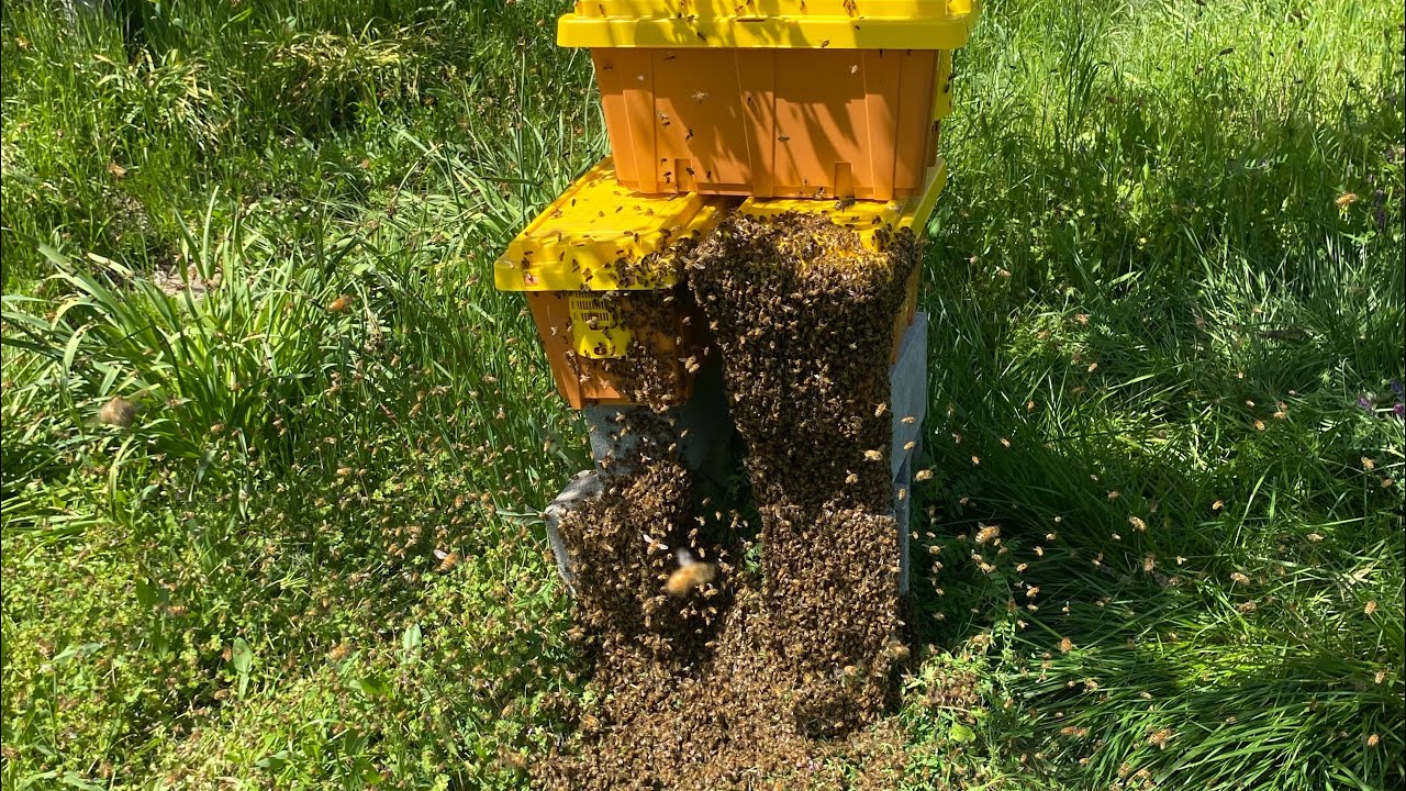 Biggest swarm I’ve ever seen pt2 - YouTube