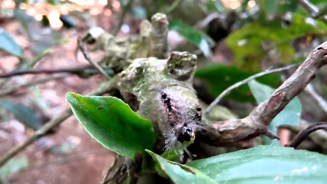 Ulat pada tanaman teh. - YouTube
