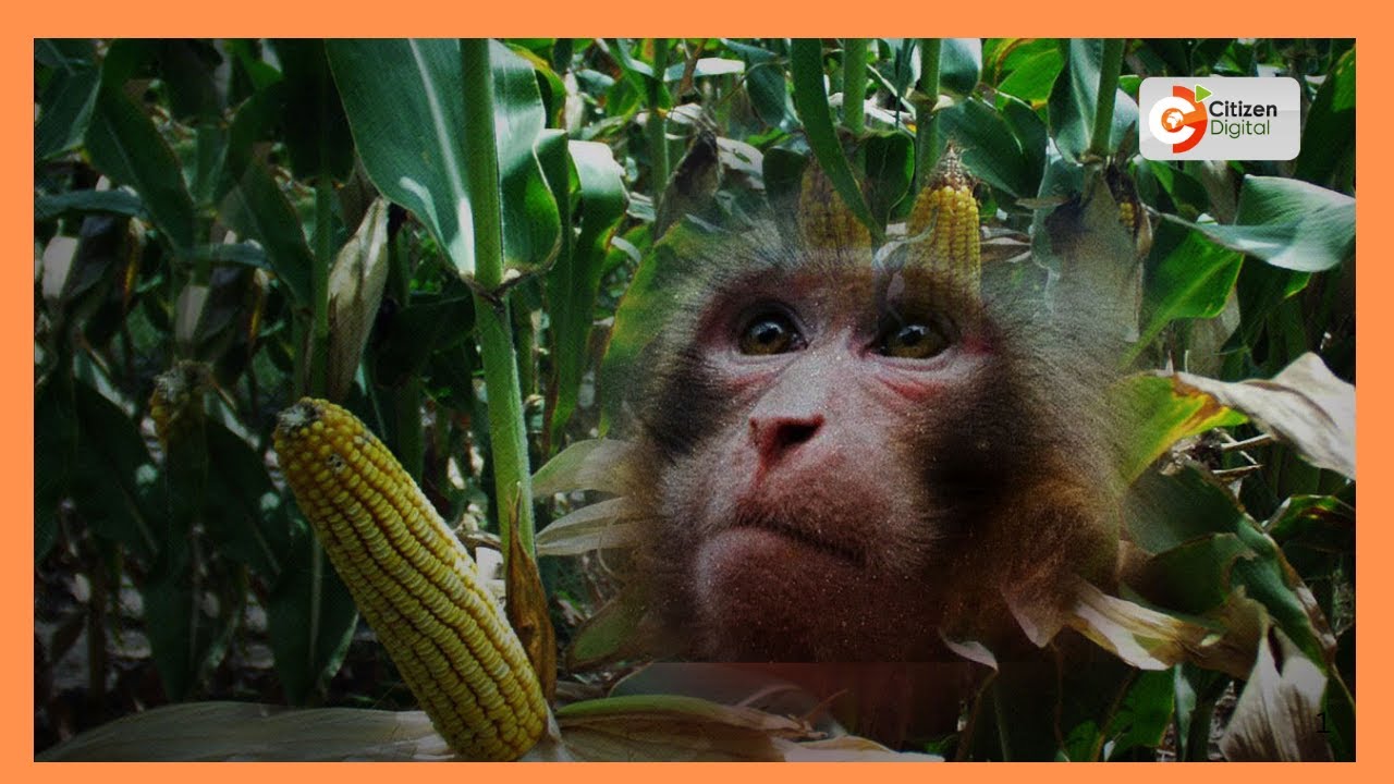 Monkeys invade Ratta destroying crops and property - YouTube