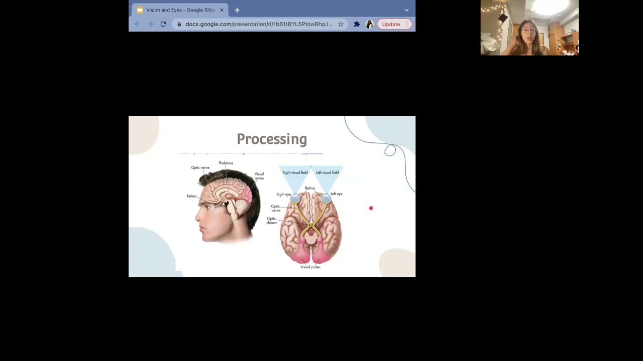 Eye Structure and Split-Brain Experiment - YouTube
