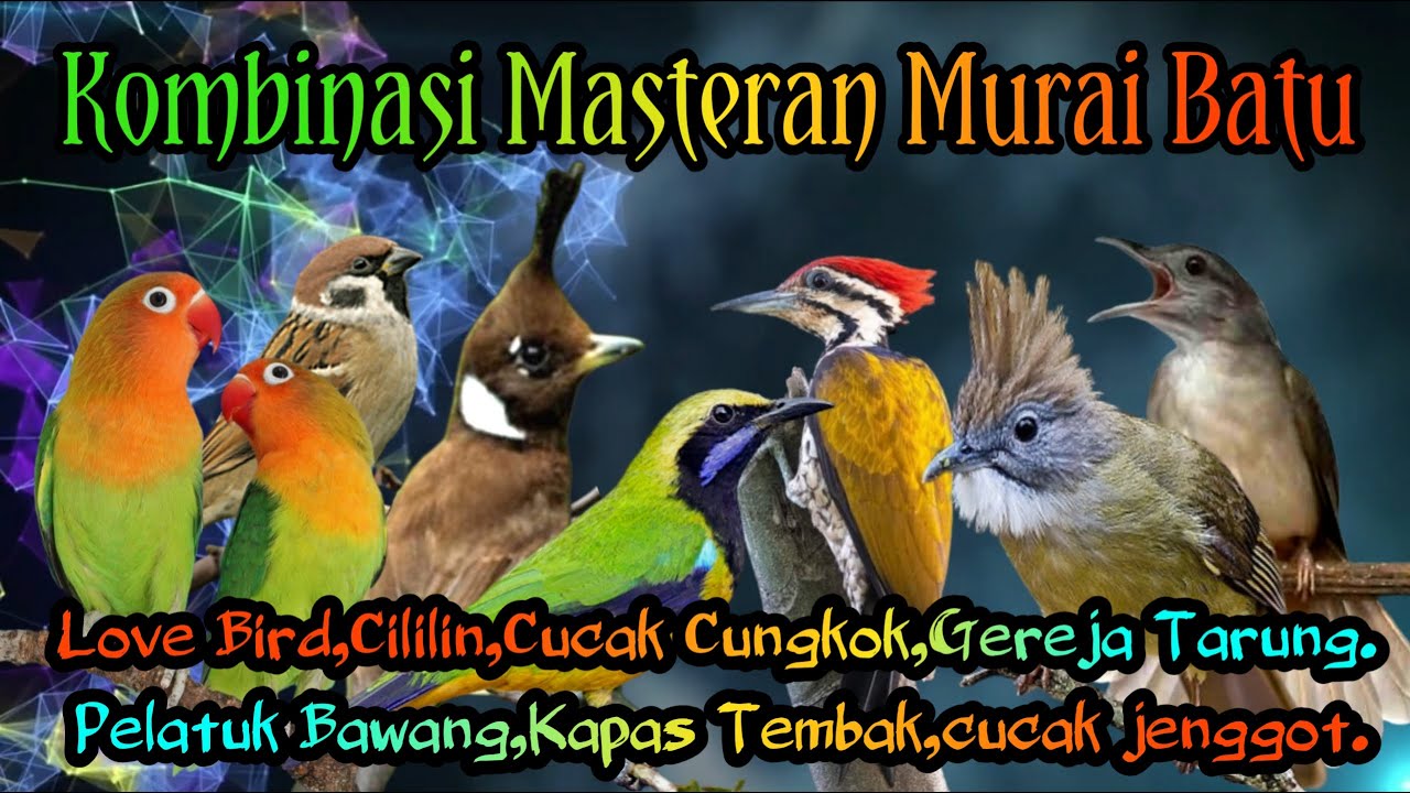 Kombinasi Masteran murai batu dan Burung Lomba #muraibatu #kicaumerdu ...