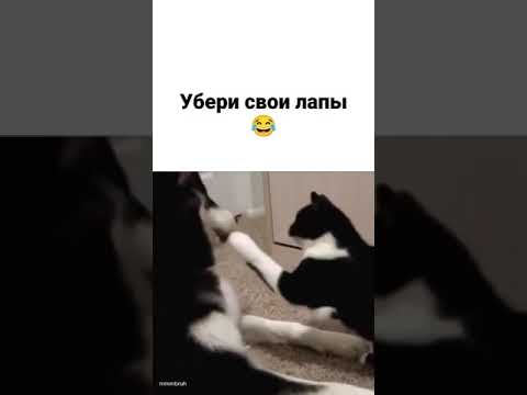 Убери свои лапы 😂 кот бьёт собаку