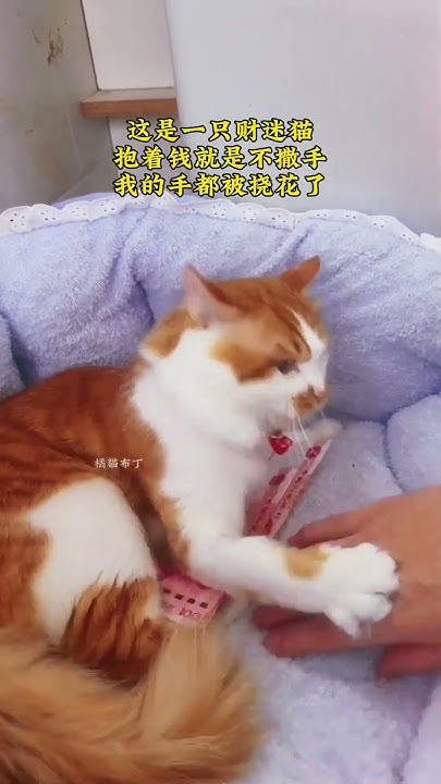 这钱给它了，咋还要不回来了呢？反骨猫 猫猫我啊脑瓜子嗡嗡的 心思全写在脸上的猫 斤的猫斤的反骨 我家猫主子 Youtube