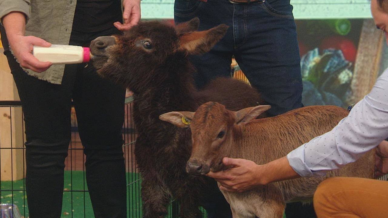 Farm Animal Video: Watch An Adorable Mini Cow and Mini Donkey Drink Out ...