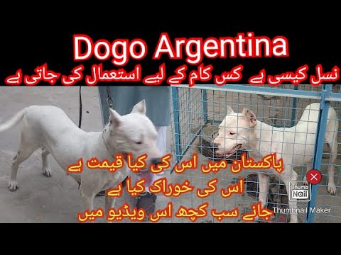 Dogo Argentinu breed kesi hay ? pakistan mian aski kia price hay aski ...