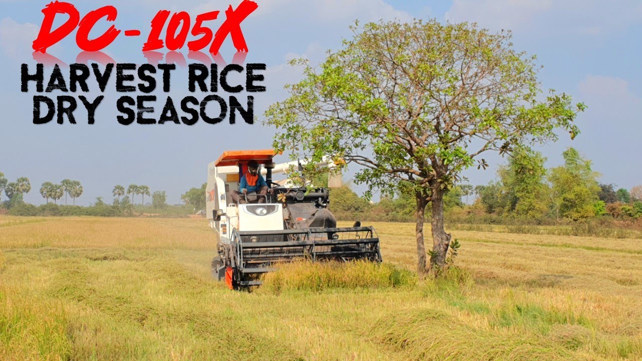 Excellent Activities Harvesting Rice In The Field For Dry Season ...