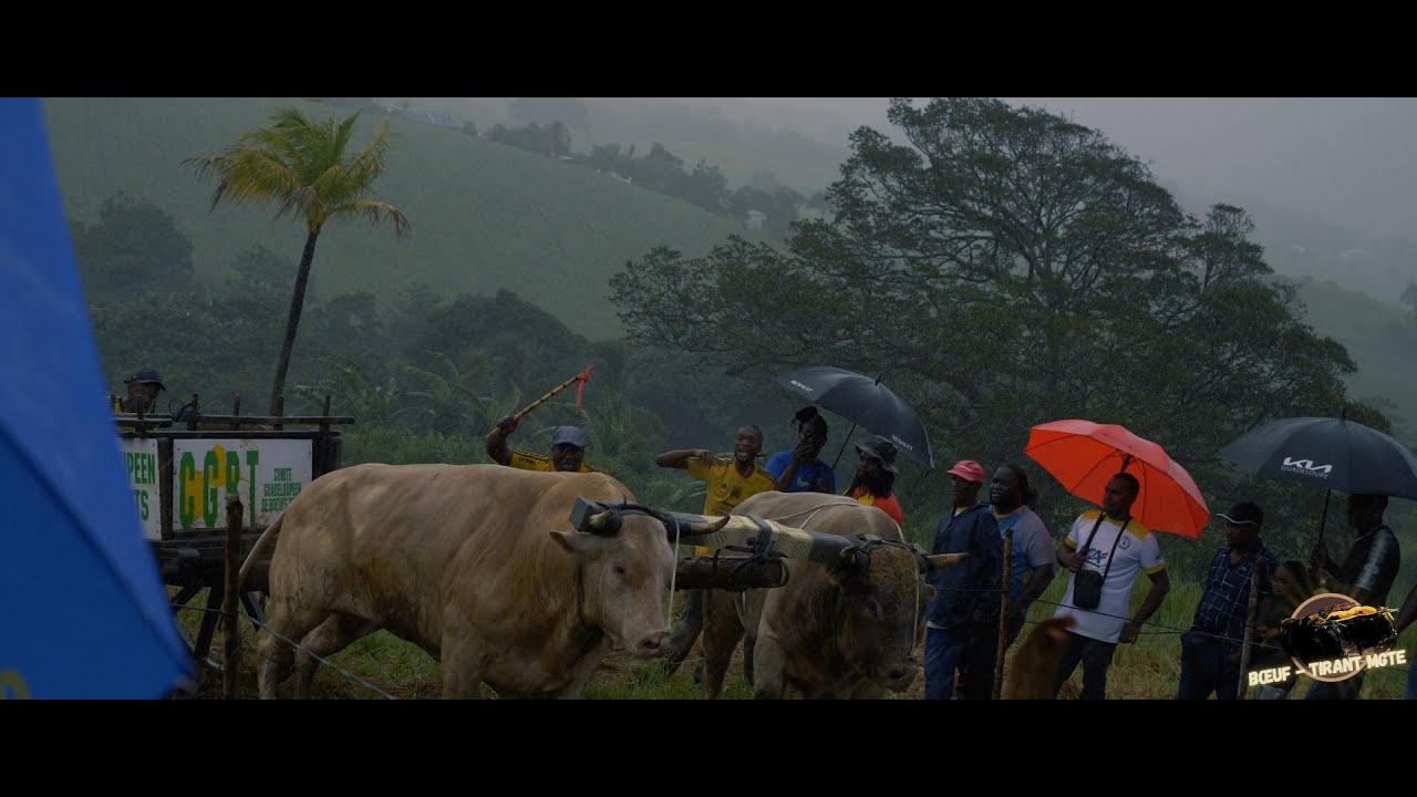 Grand Prix Toros Tirant de Sainte rose 20 Août 2022 (Catégorie Cadets ...