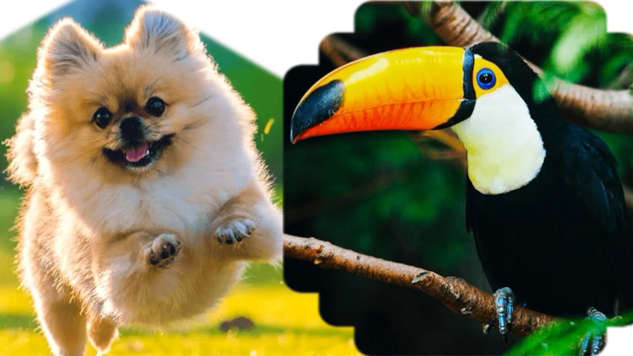 MARI KITA MENYUSUN GAMBAR PUZZLE, BURUNG, KUCING, DAN ANJING - YouTube