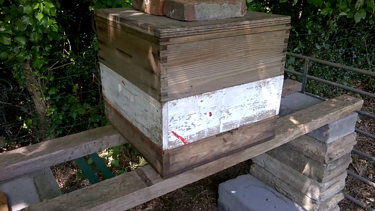 Bee Bait Hive, East Sussex 9th May 2020 - YouTube