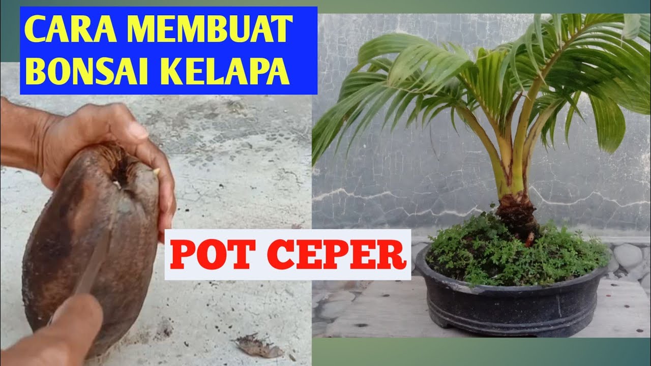 Cara membuat Bonsai Kelapa Program Pot Ceper - YouTube