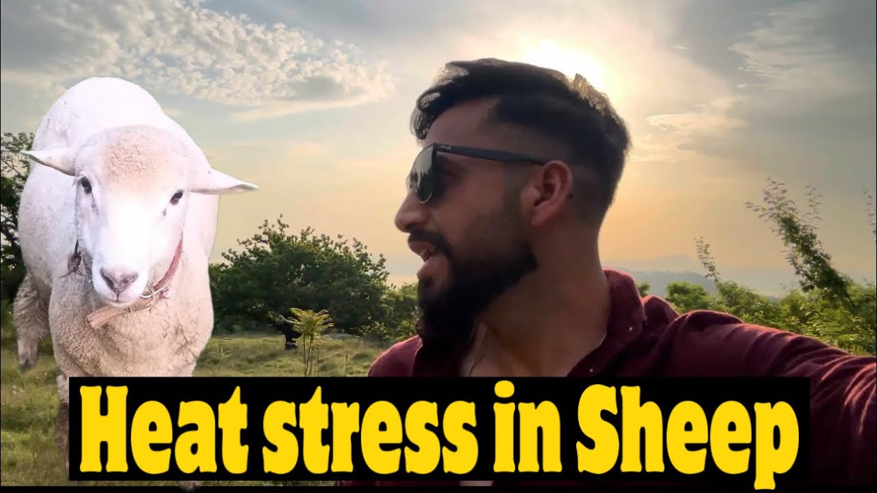 HEAT STRESS IN SHEEP | MERINO SHEEP | Farming in kashmir ...