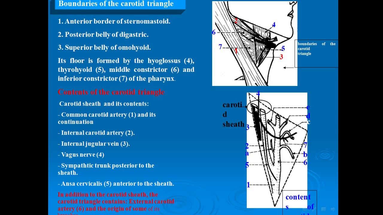 Carotid Triangle And Sheath