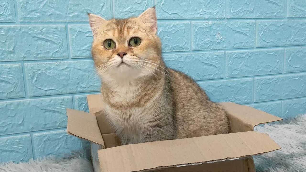 It feels like Eli the cat fits into the box made of catton - YouTube