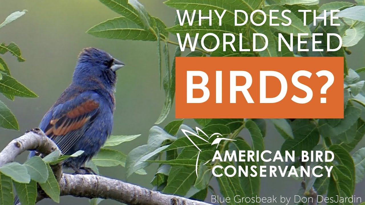 #BecauseBirds: The World Needs Birds - YouTube